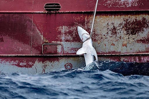 Data reveals widespread slaughter of sharks - The Daily Examiner